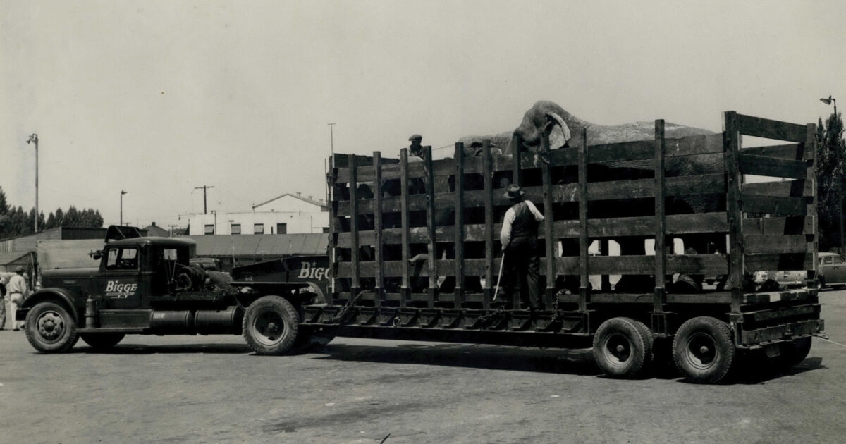 1947 - Shrine Circus Elephants | Media Gallery | Bigge.com